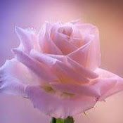 Parul Undefined | Wrytin