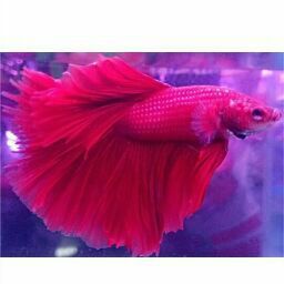 Snazzy Fishing | Wrytin