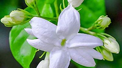 Flower Of Purity | Wrytin