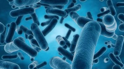 Bacteria, Bacteria Everywhere!!! | Wrytin