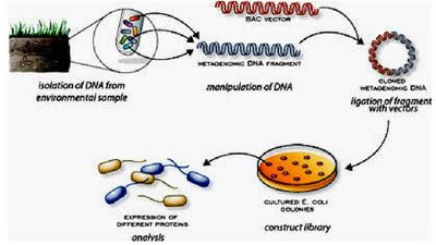 Metagenomics: A New Way To Study Microbial Sciences | Wrytin