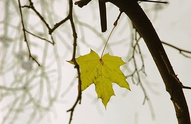 How The Short Story "The Last Leaf" Taught Us The Theme Of Self ...
