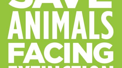 Animal Safety Is Our Responsibility | Wrytin