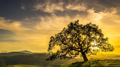 Most Beautiful Trees Around The World | Wrytin